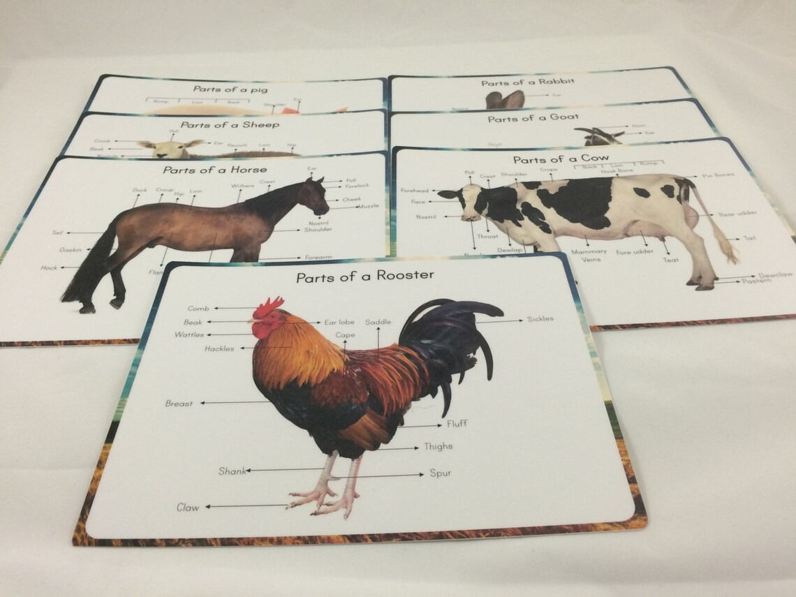 DIGITAL DOWNLOAD Farm Animals Anatomy Prints Parts of - Etsy