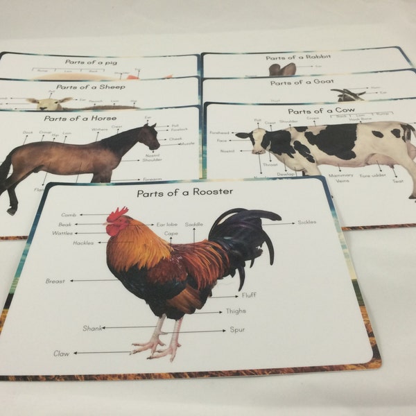 Animal Anatomy - Etsy