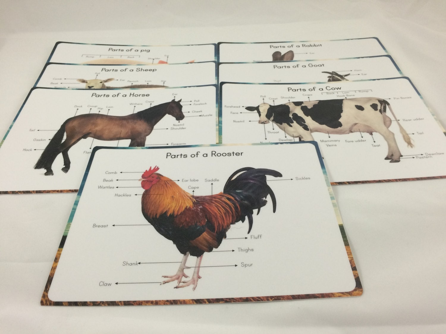 DIGITAL DOWNLOAD Farm Animals Anatomy Prints Parts of - Etsy