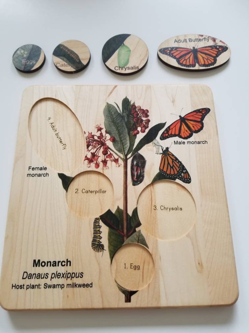 Life cycle of a monarch butterfly butterfly life cycle | Etsy