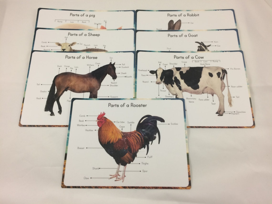 DIGITAL DOWNLOAD Farm Animals Anatomy Prints Parts of - Etsy