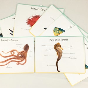 Ocean Anatomy Prints DIGITAL DOWNLOAD Classroom Wall Decor, Parts of ...