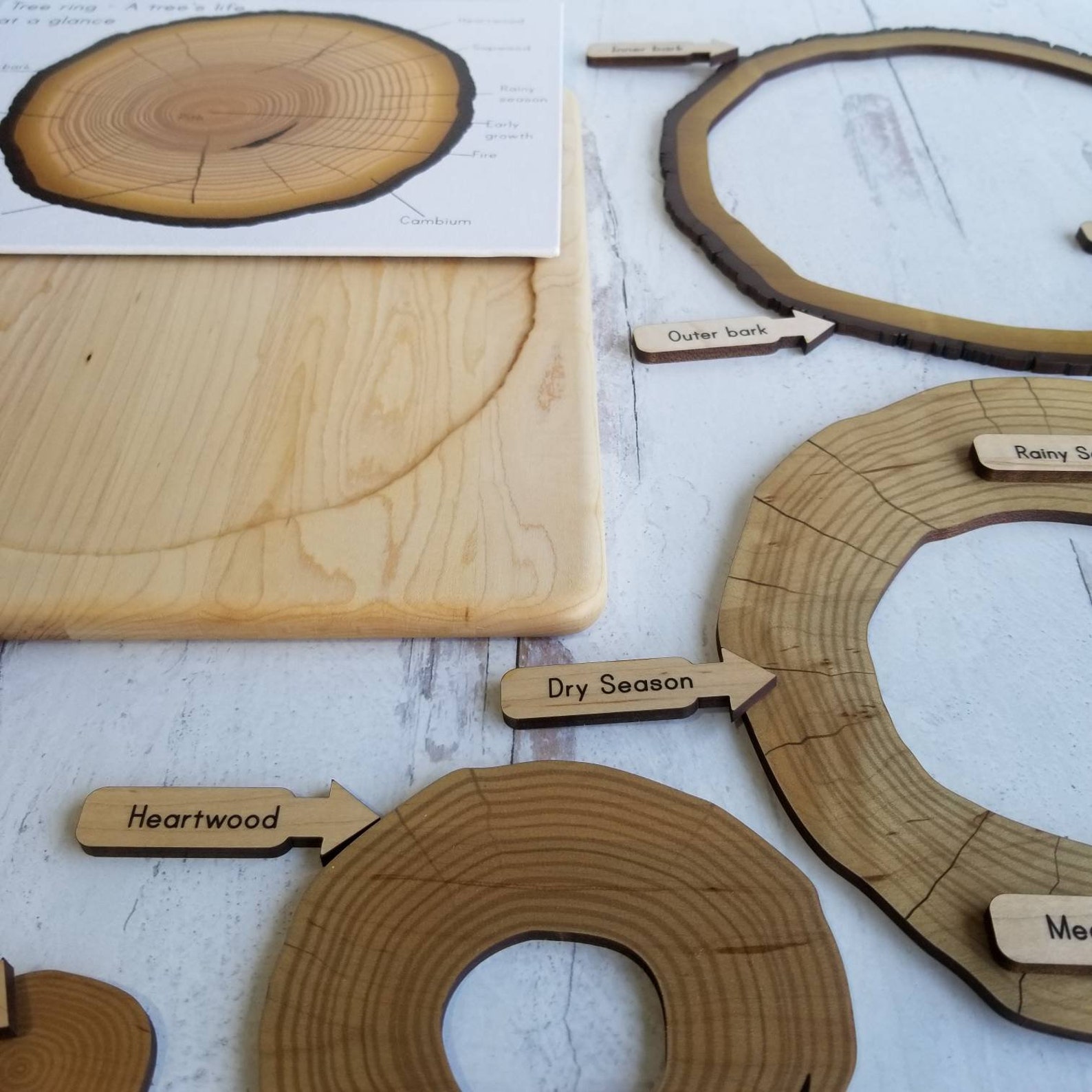 Parts of a Tree Trunk Puzzle Layers of Tree Trunk Tree Ring - Etsy