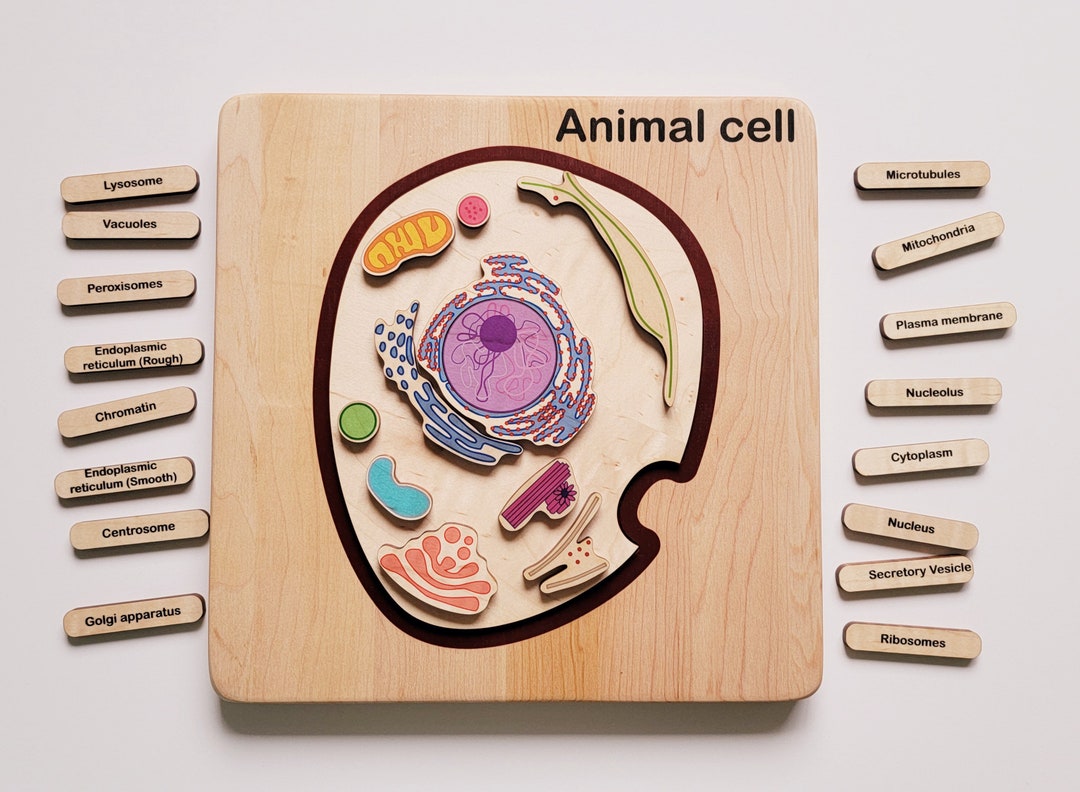 Animal Cell Model, Wooden Cell Model - Etsy