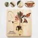 Life Cycle of a Monarch Butterfly, Butterfly Life Cycle, Montessori ...