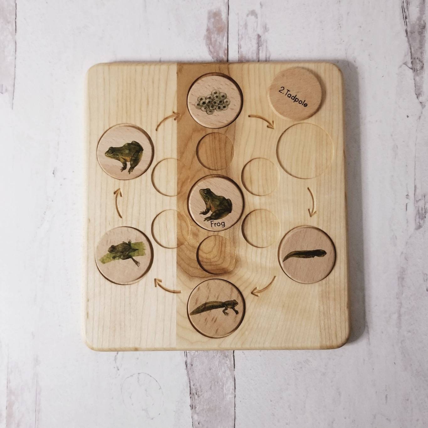 Wooden Life Cycle Board Salmon Frog Butterfly Pumpkin | Etsy