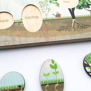 Life Cycle Board Life Cycle of an Apple Tree Puzzle Montessori Life ...