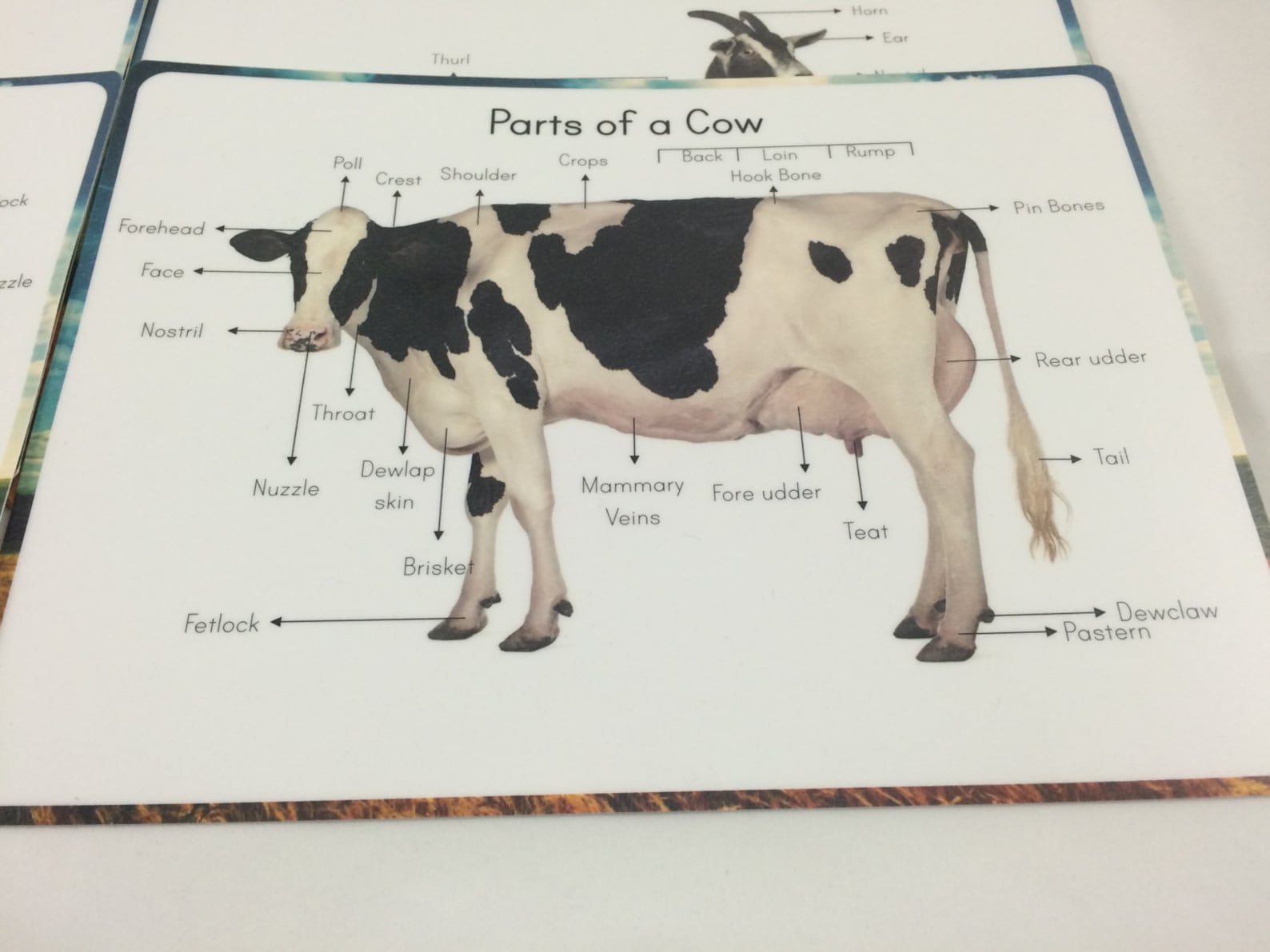 DIGITAL DOWNLOAD Farm Animals Anatomy Prints Parts of - Etsy