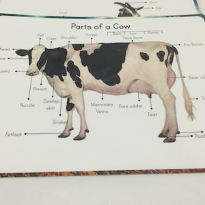 DIGITAL DOWNLOAD Farm Animals Anatomy Prints, Parts of Animal Cards ...