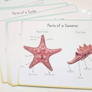 Ocean Anatomy Prints DIGITAL DOWNLOAD Classroom Wall Decor, Parts of ...