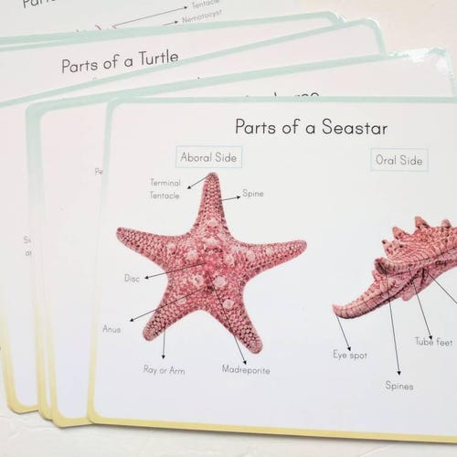 Ocean Anatomy Prints DIGITAL DOWNLOAD Classroom Wall - Etsy