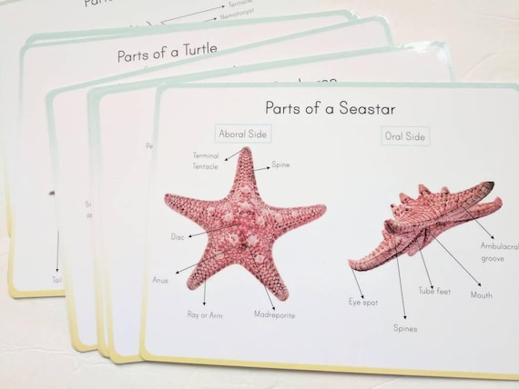 Ocean Anatomy Prints DIGITAL DOWNLOAD Classroom Wall - Etsy