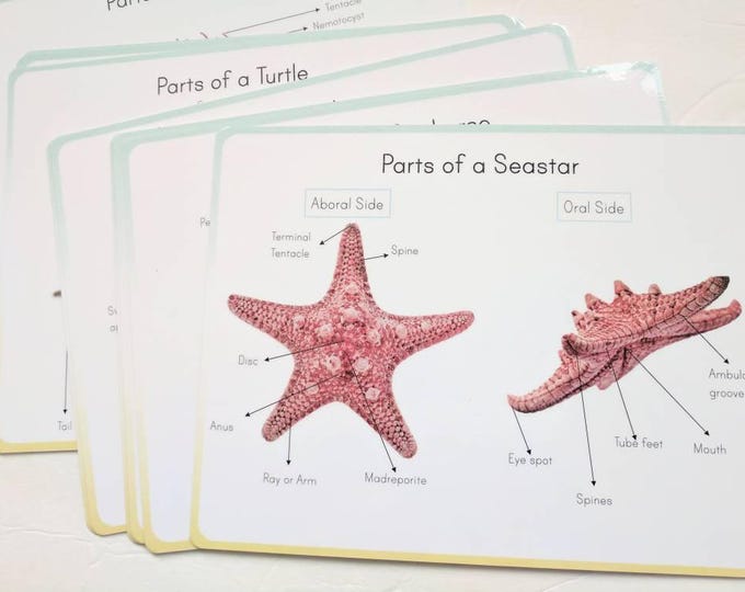 Ocean Anatomy Prints *** DIGITAL DOWNLOAD *** Classroom Wall Decor ...