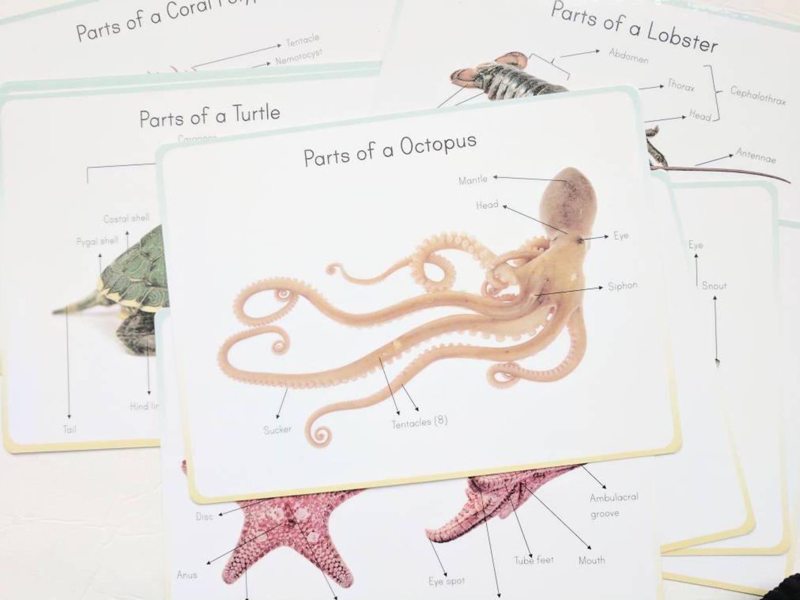 Ocean Anatomy Prints DIGITAL DOWNLOAD Classroom Wall | Etsy