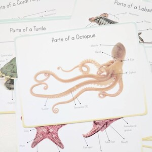 Ocean Anatomy Prints DIGITAL DOWNLOAD Classroom Wall Decor, Parts of ...