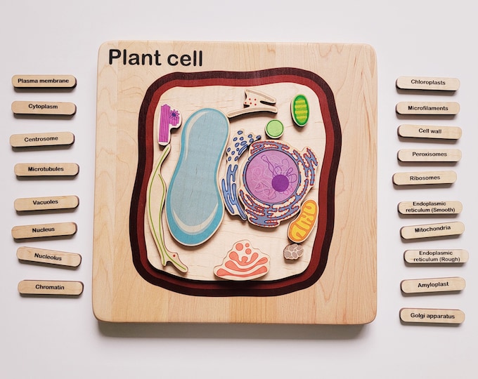 Plant Cell Model, Wooden Cell Model - Etsy