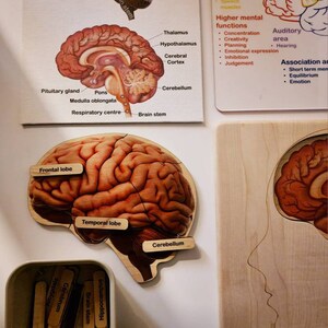 Brain Puzzle Montessori Wooden Puzzle Parts of the Brain Anatomy and ...