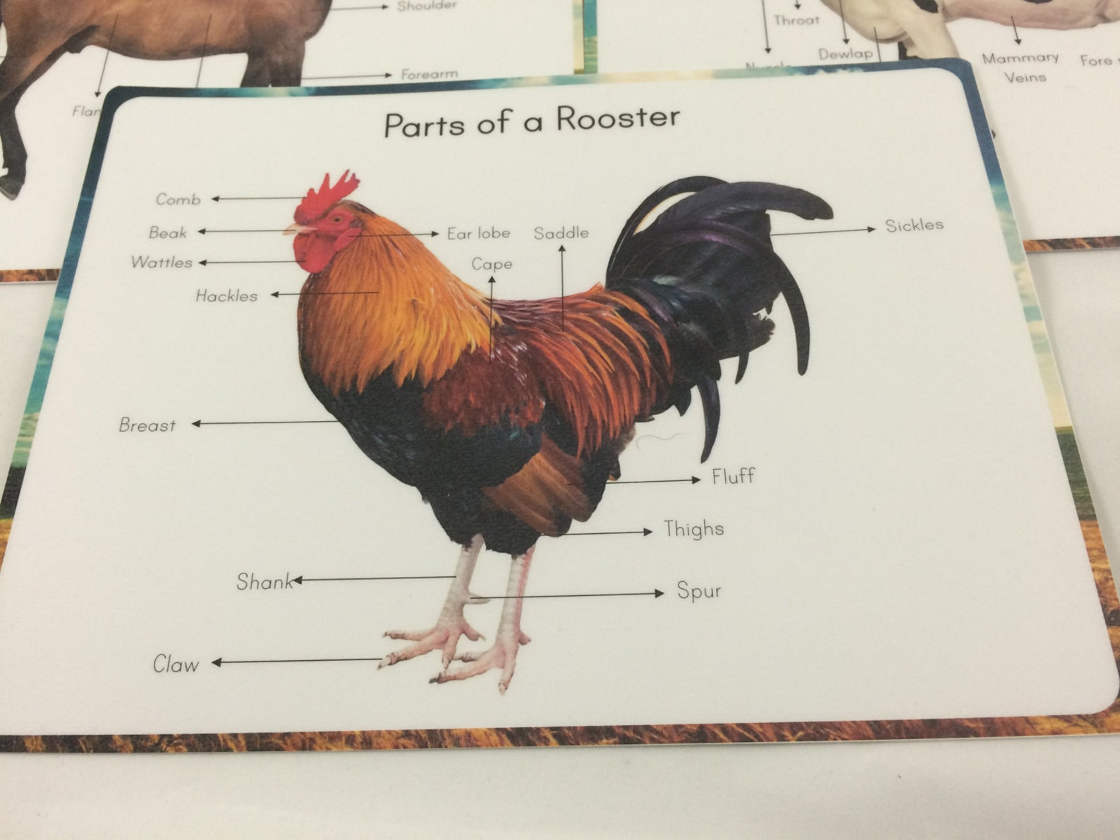 DIGITAL DOWNLOAD Farm Animals Anatomy Prints Parts of - Etsy