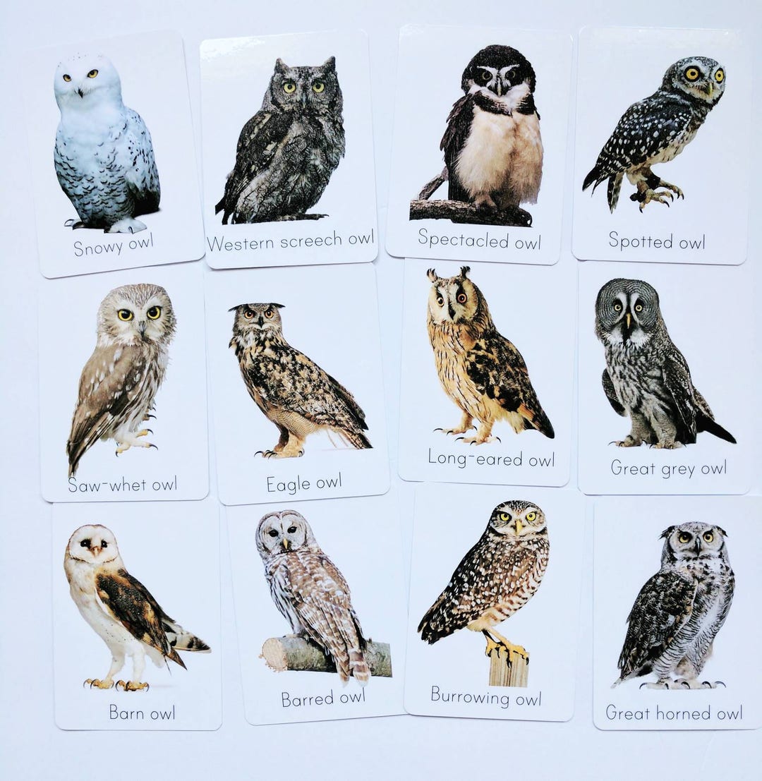 Owl Flash Cards Types of Owl Study Cards Classroom Decor Nursery Decor ...