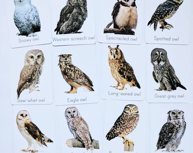 Owl Flash Cards - Types of Owl Study Cards - Classroom Decor - Nursery ...