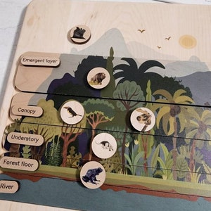 Layers of a Rainforest Wooden Puzzle Amazon Rainforest Anatomy ...