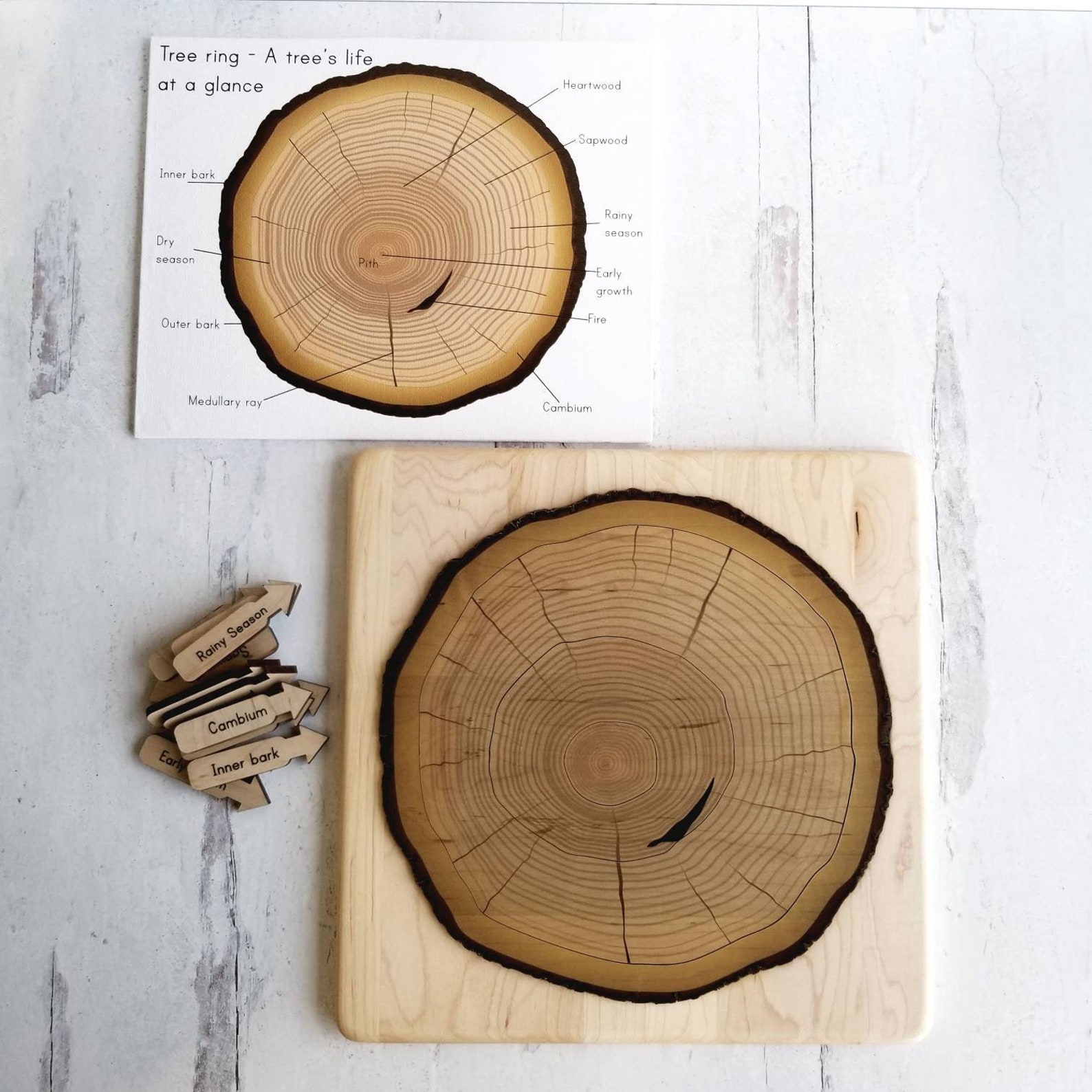 Parts of a Tree Trunk Puzzle Layers of Tree Trunk Tree Ring - Etsy