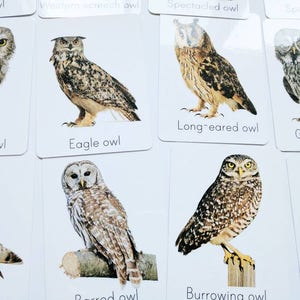 Owl Flash Cards Types of Owl Study Cards Classroom Decor Nursery Decor ...