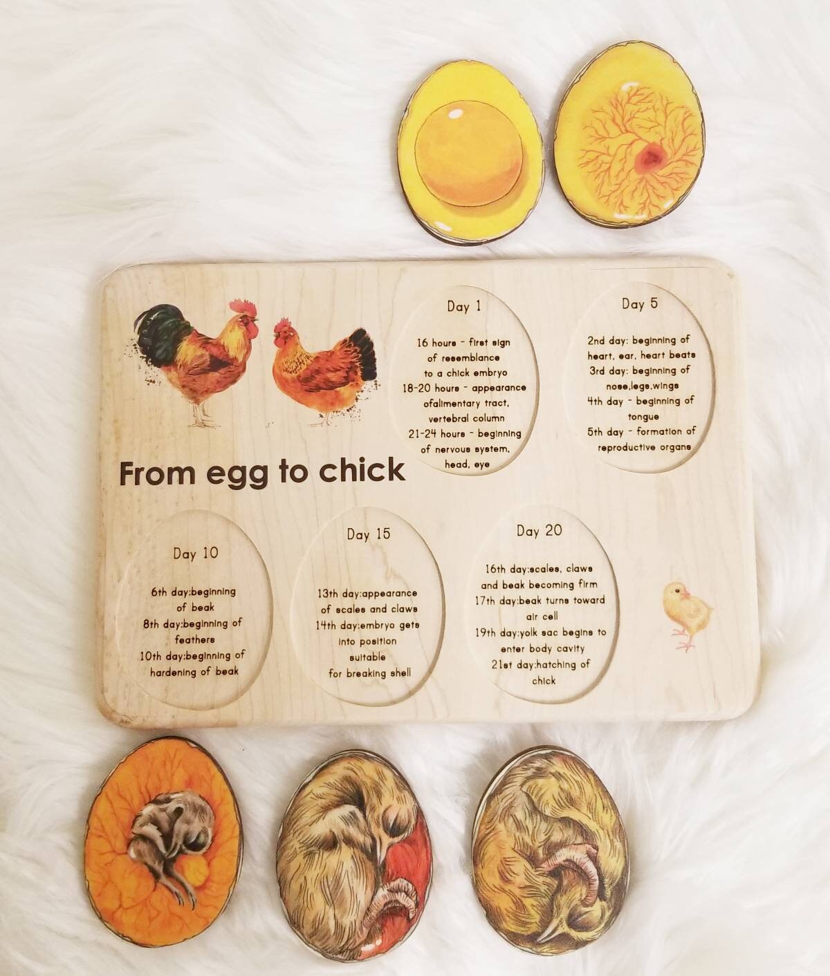 Chicken development chicken gift raising chickens | Etsy