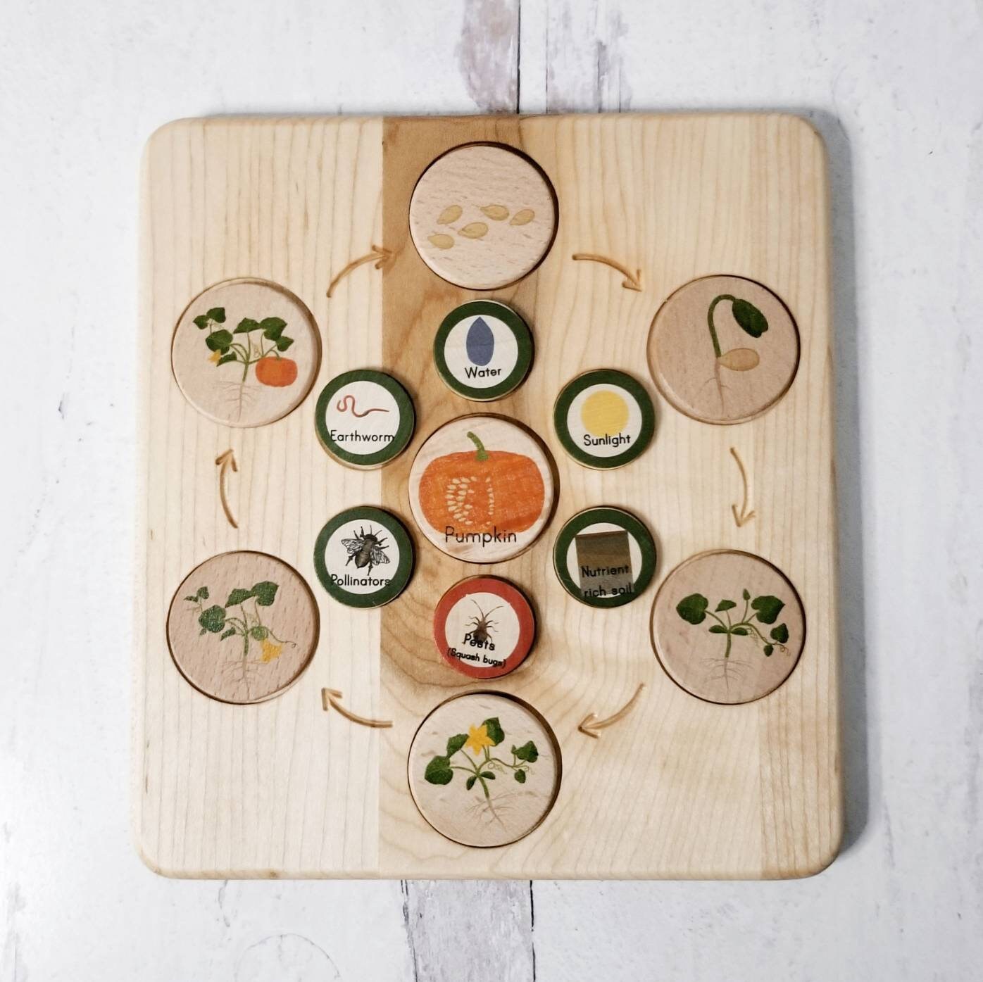 Wooden Life Cycle Board Salmon Frog Butterfly Pumpkin | Etsy