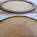 Parts of a Tree Trunk Puzzle, Layers of Tree Trunk, Tree Ring Puzzle ...