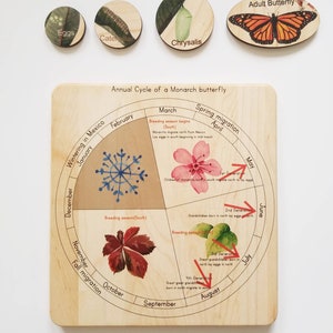 Life Cycle of a Monarch Butterfly, Butterfly Life Cycle, Montessori ...