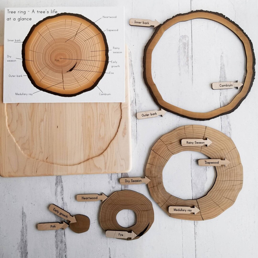 Parts of a Tree Trunk Puzzle, Layers of Tree Trunk, Tree Ring Puzzle ...