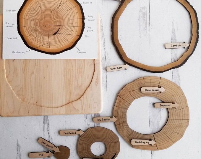 Parts of a Tree Trunk Puzzle, Layers of Tree Trunk, Tree Ring Puzzle ...