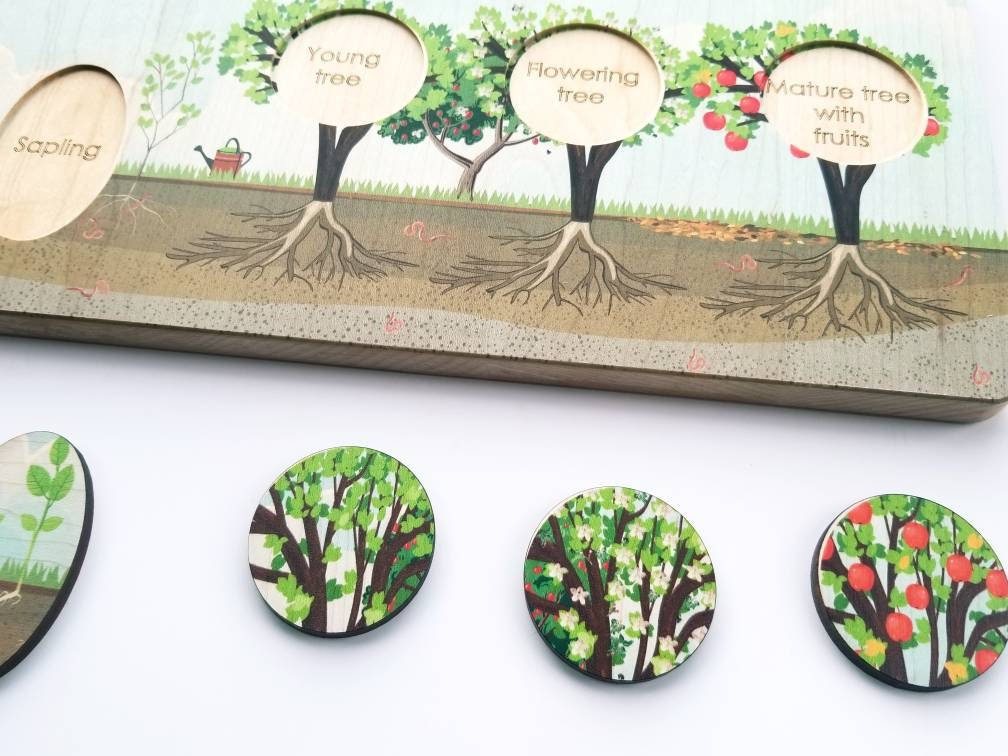 Life Cycle Board Life Cycle of an Apple Tree Puzzle | Etsy Canada