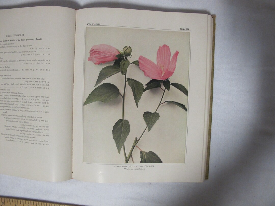 1934 Wild Flowers by Homer House 364 Color Iluustrations - Etsy