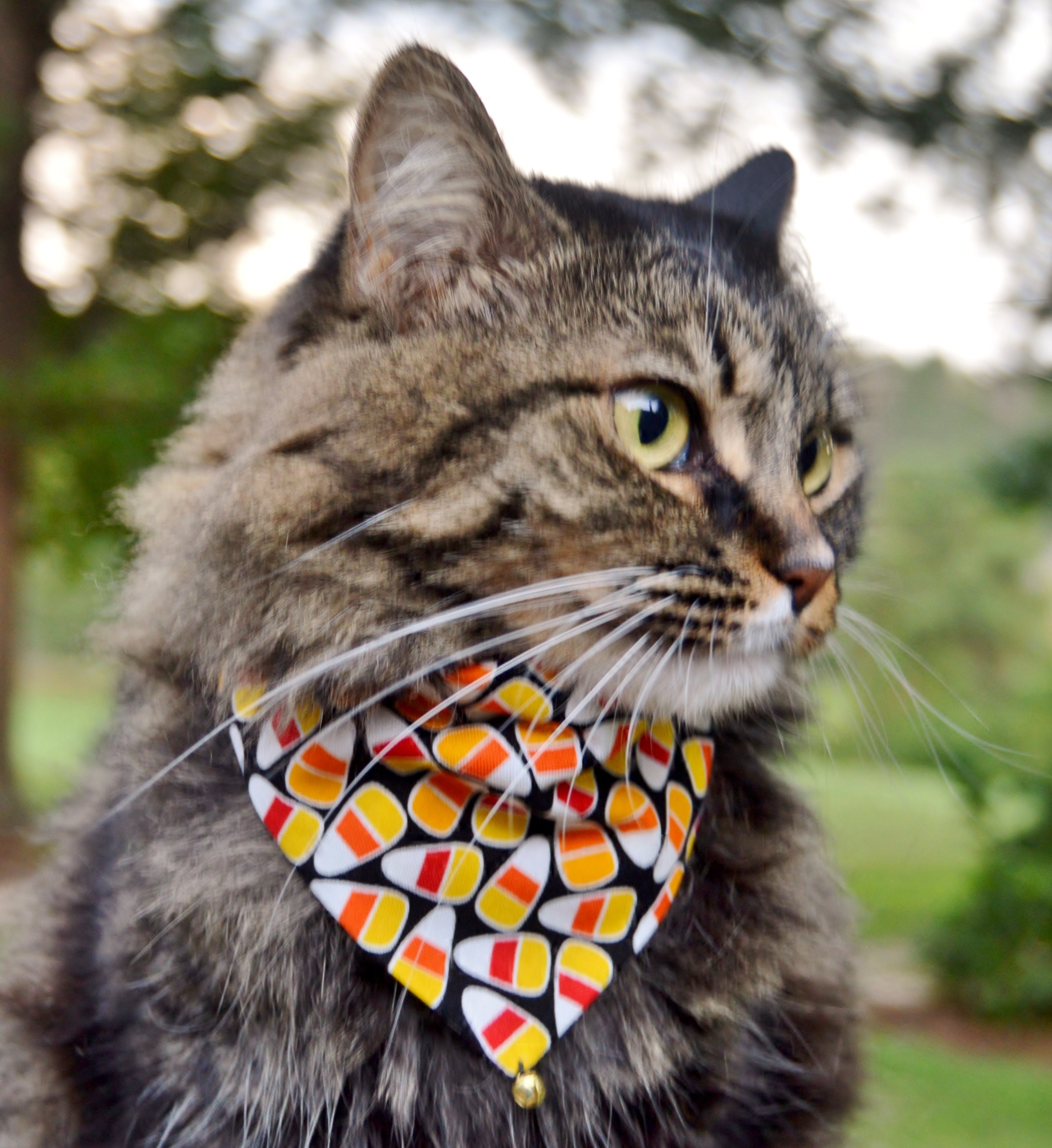 Cat Bandana for Halloween Set of 2 Reversible Halloween Slip | Etsy