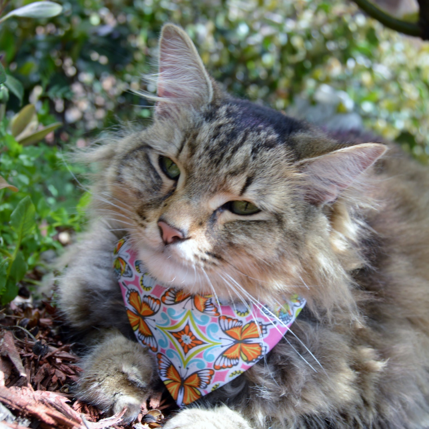 2 Spring Cat Bandanas Set of 2 Reversible Slip Over Collar - Etsy