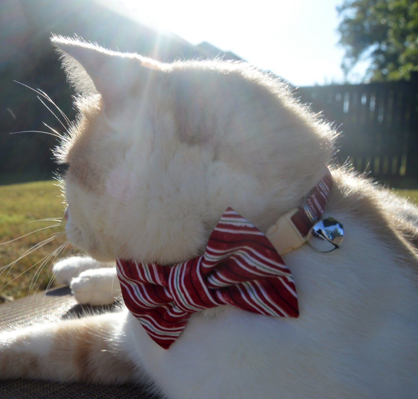 Candy Cane Striped Cat Collar Cat Bow Tie for Christmas | Etsy