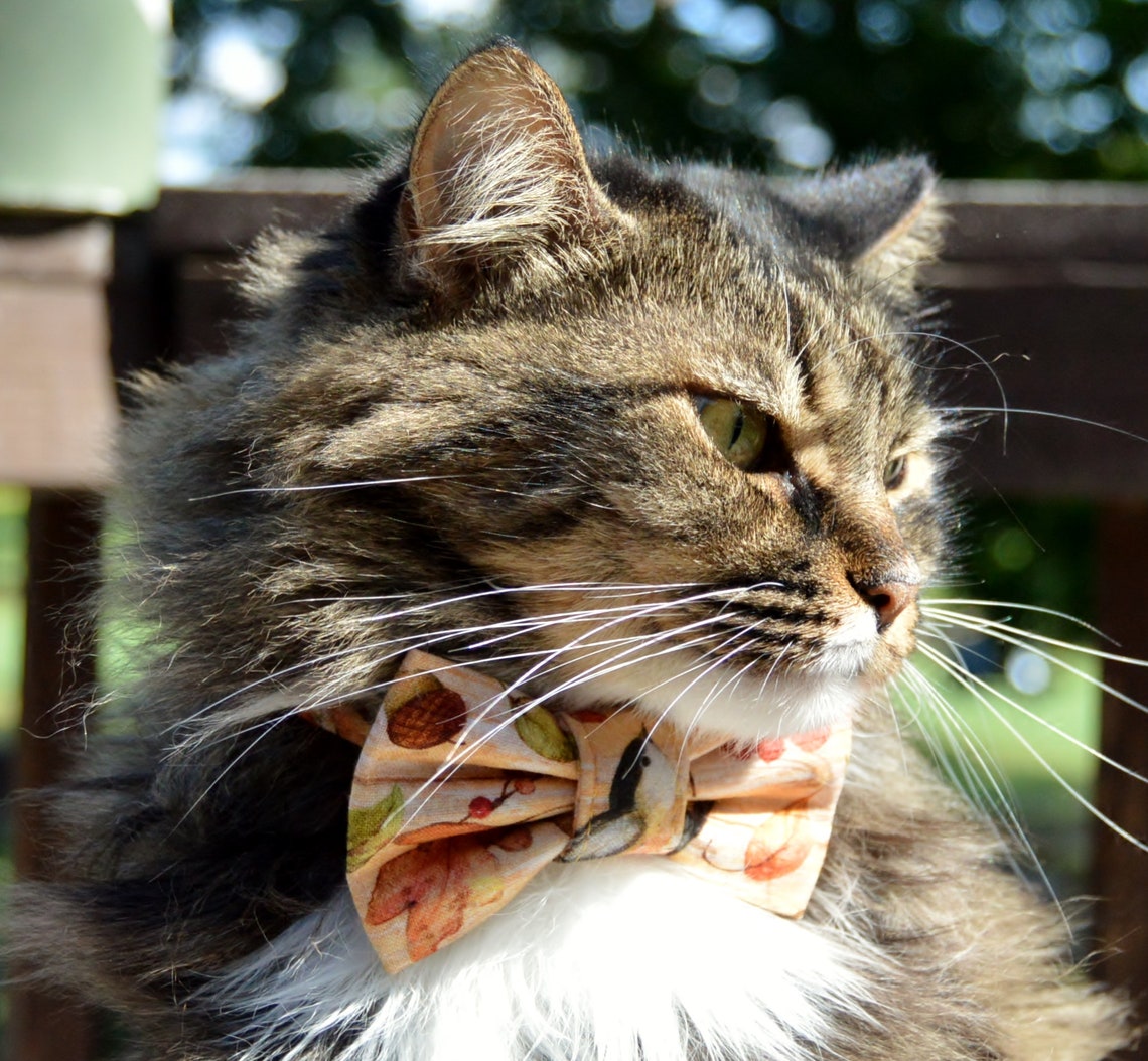 Fall Leaves Bow Tie Cat Collar Cat Collar With Fall Leaves | Etsy