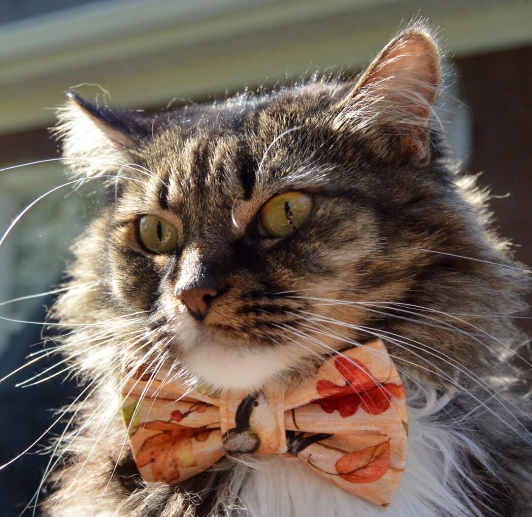 Fall Leaves Bow Tie Cat Collar Cat Collar With Fall Leaves - Etsy