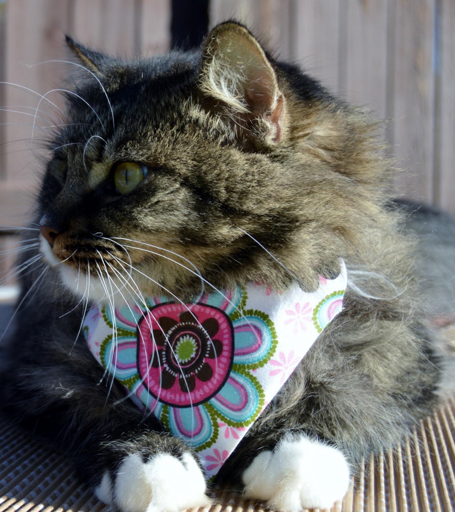 2 Spring Cat Bandanas Set of 2 Reversible Slip Over Collar - Etsy