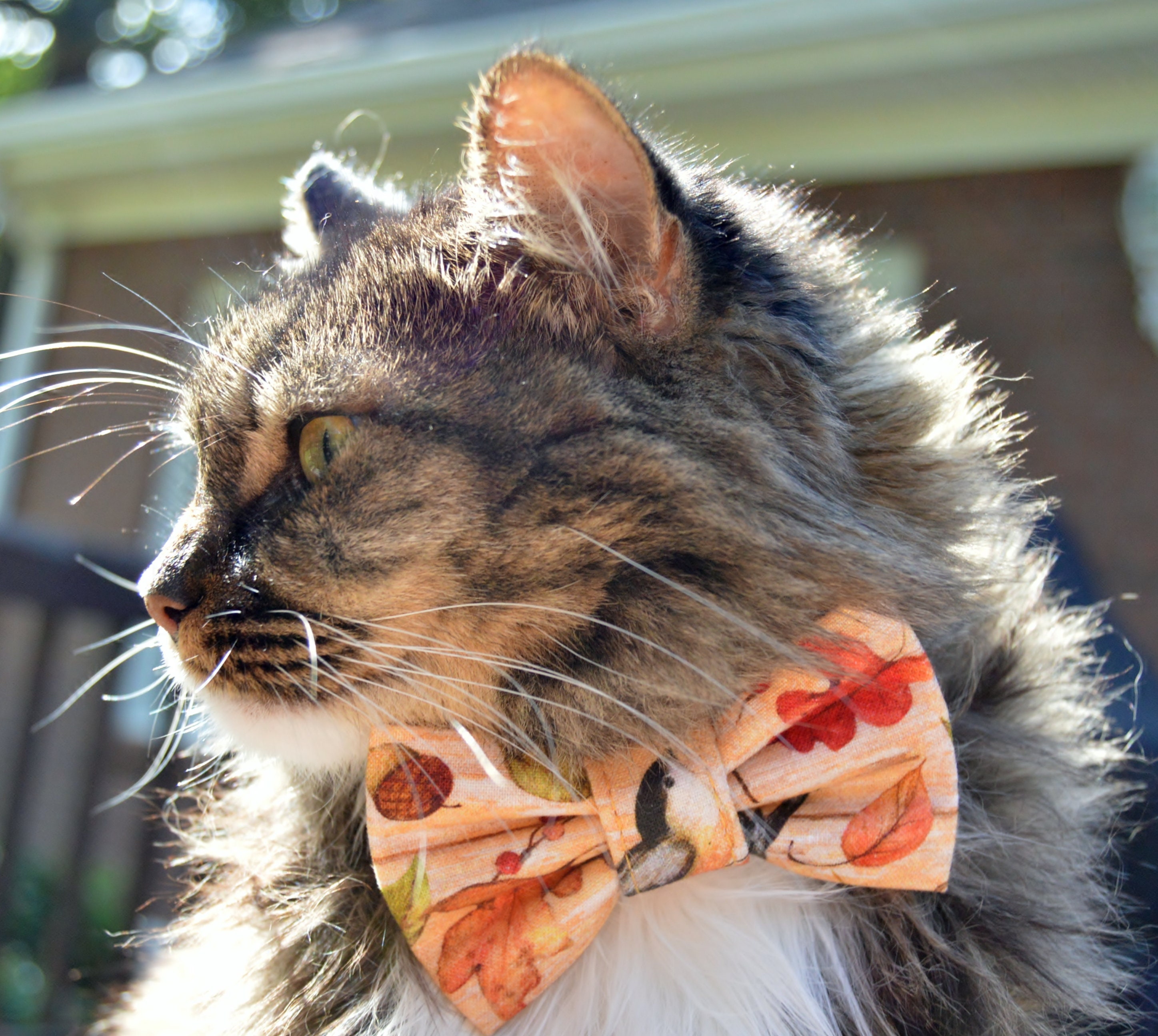 Fall Leaves Bow Tie Cat Collar Cat Collar With Fall Leaves - Etsy
