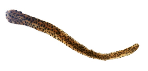 Cheetah Tail