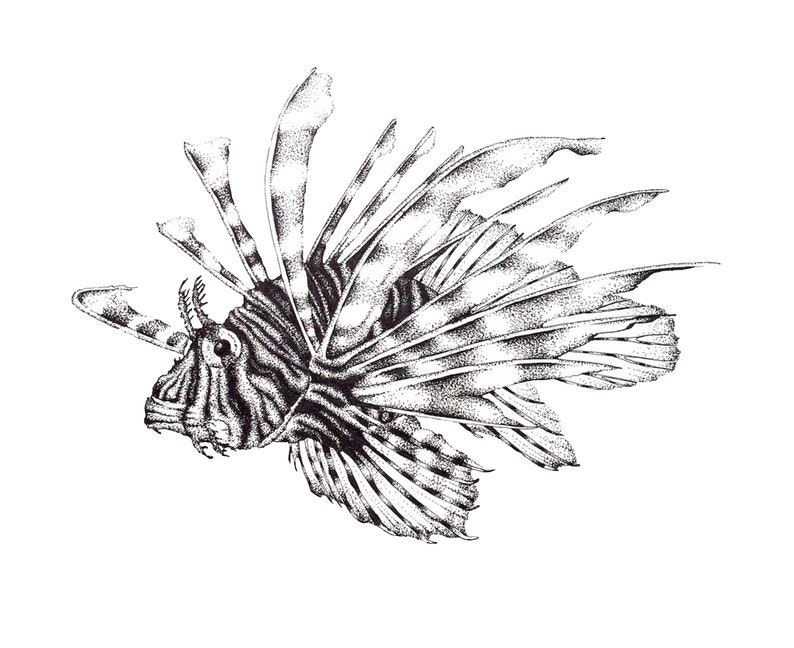Lionfish - Etsy