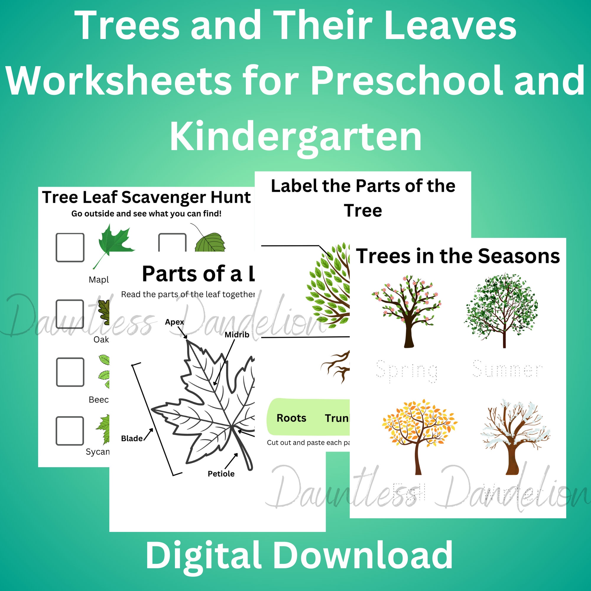 Parts Of A Leaf Kindergarten