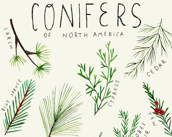 Illustrated Conifer Trees of the Northern Latitues of North America ...