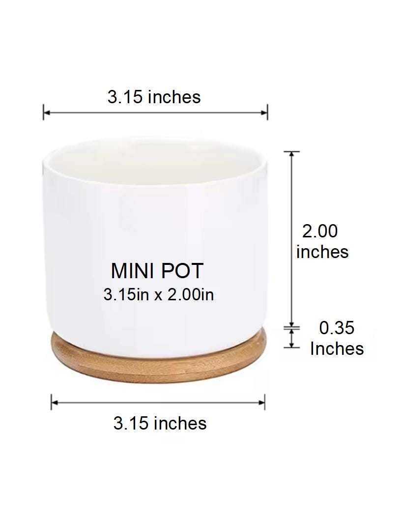 Create Your Own Custom Personalized Message Text Succulent Flower Pot ...