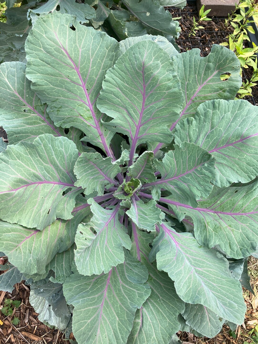 Ole Timey Blue Collards Heirloom Vegetable Collard Cabbage Seeds - Etsy