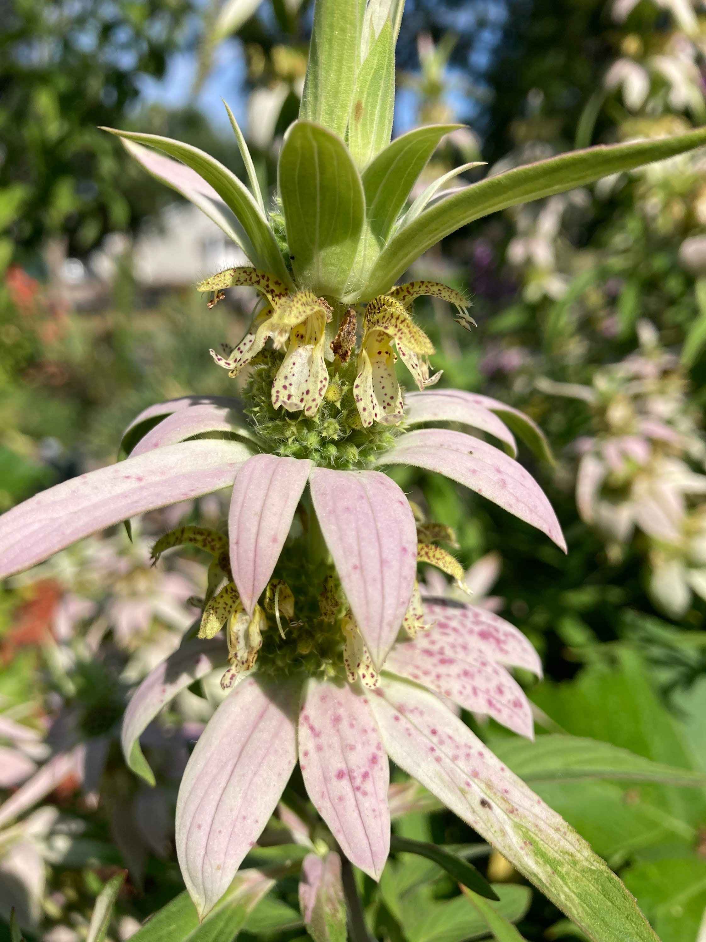 Yellow Spotted Bee Balm Monarda Punctata Heirloom Perennial Wildflower ...