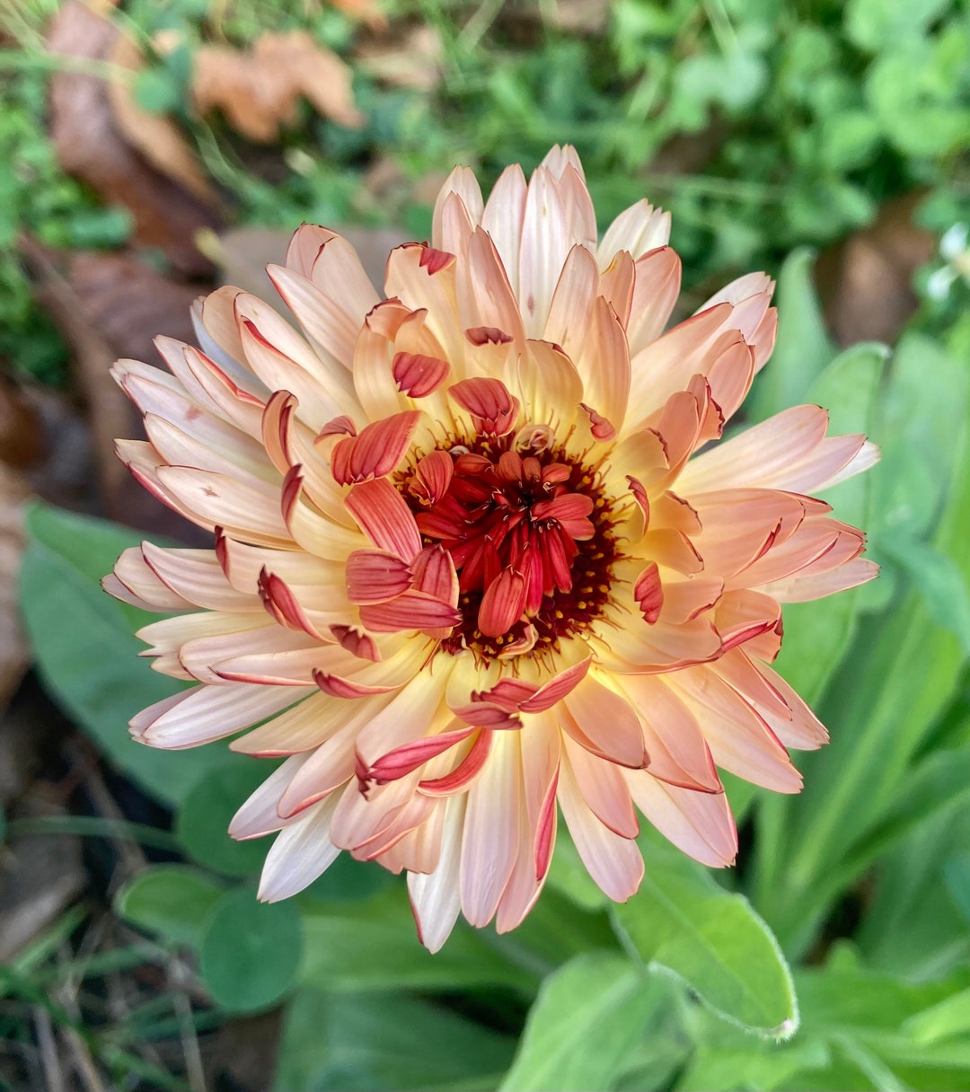 Red Buff Calendula Strawberry Blonde Heirloom Flower Seeds - Etsy